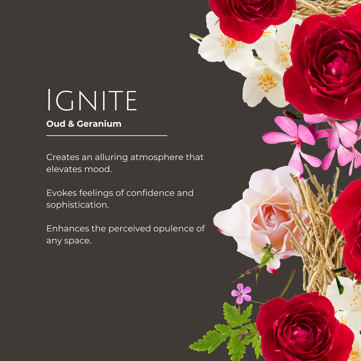 Ignite Candle Refill | Long Lasting out & Gerenium Scented Candle ...